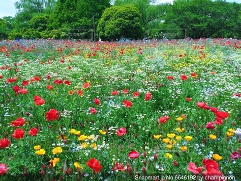 お花畑の写真・画像素材 6646192 Snapmart（スナップマート）