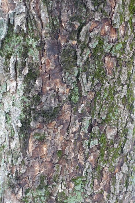 Bark Of Tree With Moss And Lichen Stock Photo Image Of Grey Fissure