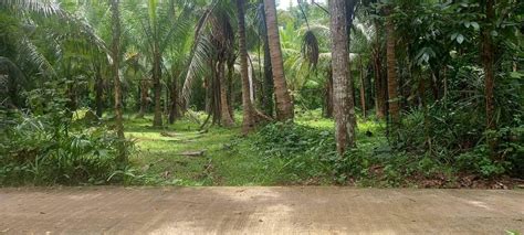 Lot 6 8 Hectares For Sale With Beach Front At Ragay Camarines Sur Bicol