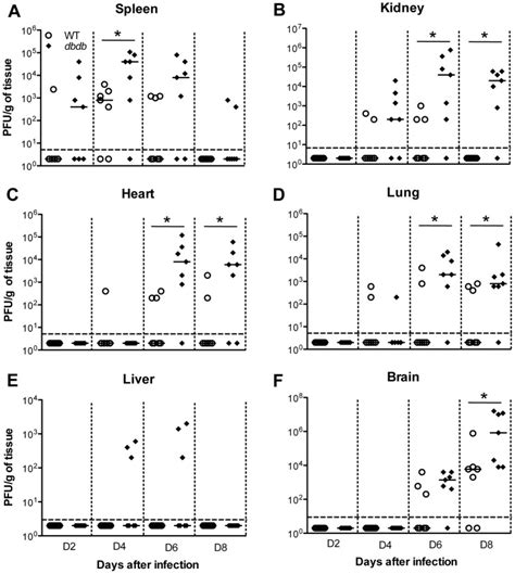 nine week old male wt and db db mice were inoculated subcutaneously