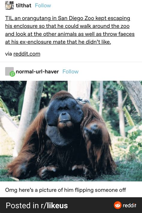 Humans And Their Great Ape Relatives Behave Very Similarly When In