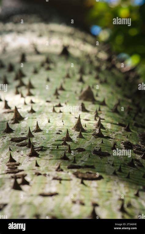 Bark With Bottle Tree Thorns Stock Photo Alamy