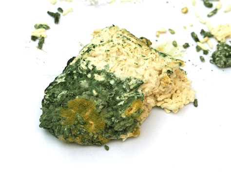 How To Prevent Green Mold On Mushrooms Trichoderma