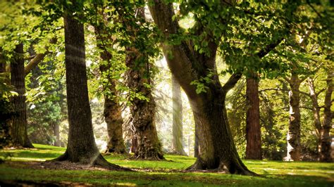Wallpaper Trees Forest Leaves Grass Sunlight Daylight 2560x1440