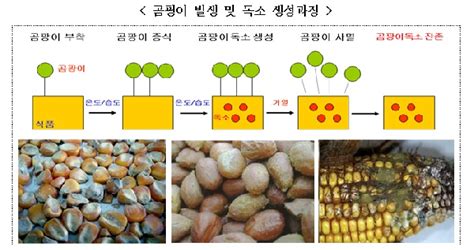고온 다습한 날씨 농산물 곰팡이독소 주의