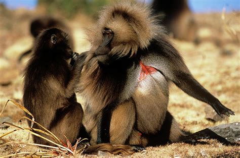 Gelada Baboons Grooming Photograph By Tony Camachoscience Photo