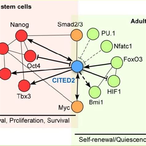 Stem Cells Gene Regulatory Network Associating Cited2 Factors