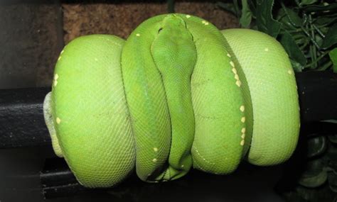 Green Tree Python Collection