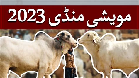Cow Mandi 2023 Mandi Updates Pakistan Tubes Abdullah Siddiqui