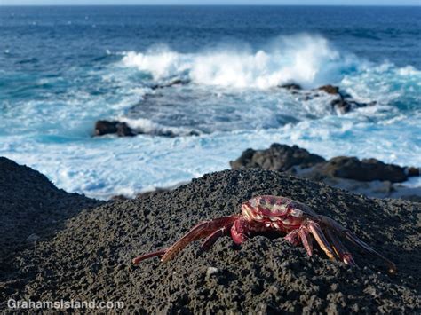 Aama Crab Shell Grahams Island