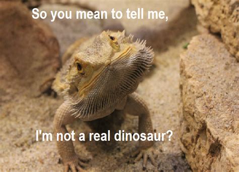 30 Bearded Dragon Memes To Make You Smile Bearded Dragon Funny
