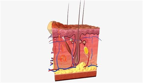 Premium Photo Closed Comedones Whiteheads Are A Type Of Acne