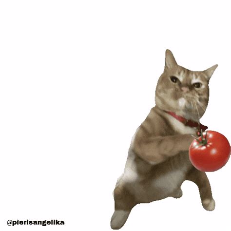 Throw Tomato S Tenor
