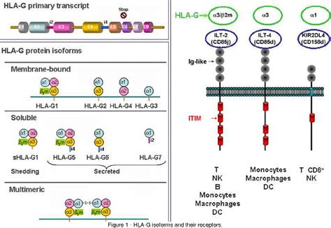 Figure 1 From The Hla G Non Classical Mhc Class I Molecule Is Expressed