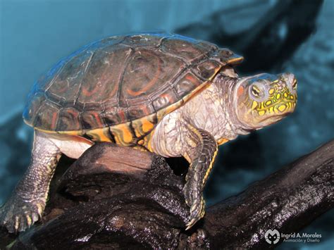 Peter The Turtle Part Ii By Katzenfrau007 On Deviantart