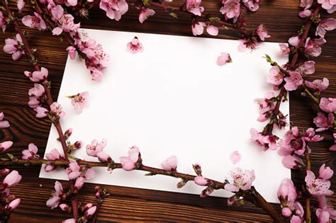 흰 종이 시트와 나무 배경에 꽃이 있는 살구 나무의 분출 텍스트를 배치 합니다 봄의 개념은 행복 한 부활절 어머니의 날이
