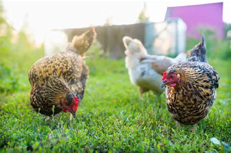 How Much Space Do Chickens Need To Keep Them Healthy And Comfortable