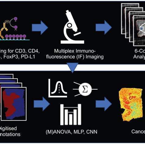 Exemplary Section Of A Multiplex Stained Tissue Sample With Hcc Primary