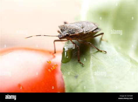 Halyomorpha Halys The Brown Marmorated Stink Bug Stink Bug On A