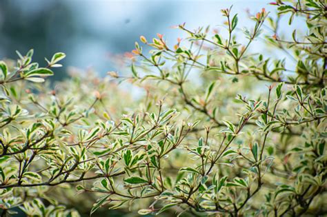 마다가스카르 아몬드 나무인 Terminalia Neotaliala는 납나무과인 Combretaceae에 속하는 중간 크기의