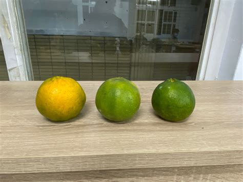 新中和社區大學 【公共論壇】好農好食山坡上的橘子~農藥知多少？🍊