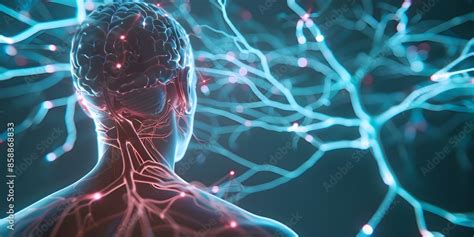 Explore Neural Pathways In The Nervous System For Sensation And