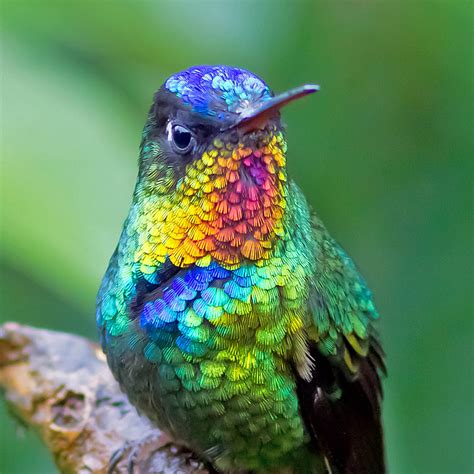 Everything You Need To Know About Feathers Bird Academy • The Cornell Lab