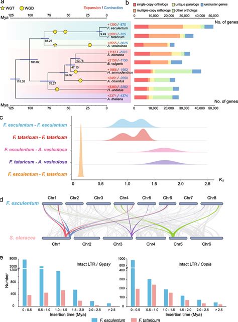 Evolution Of The Buckwheat Genomes A Phylogenetic Tree Showing