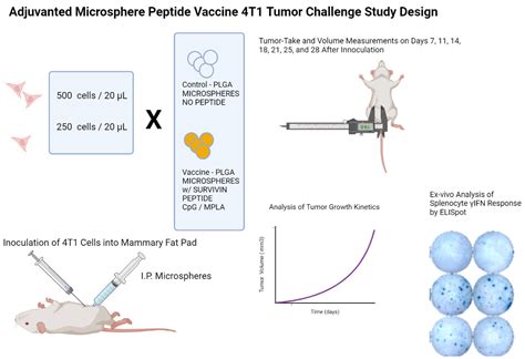 Vaccines Free Full Text Survivin Birc5 Peptide Vaccine In The 4t1