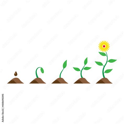 Phases Plant Growing Vector Illustration Stock Vector Adobe Stock