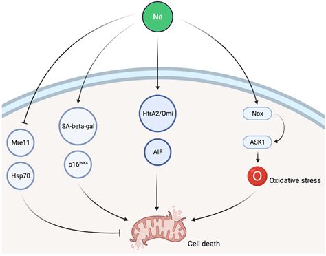 Sodium Intake As A Cardiovascular Risk Factor A Narrative Review