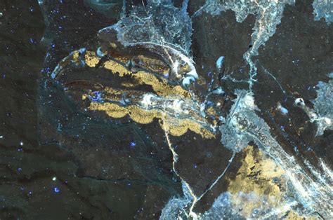 This Dinosaur Might Have Snagged Its Prey In Midair Like Modern Hawks