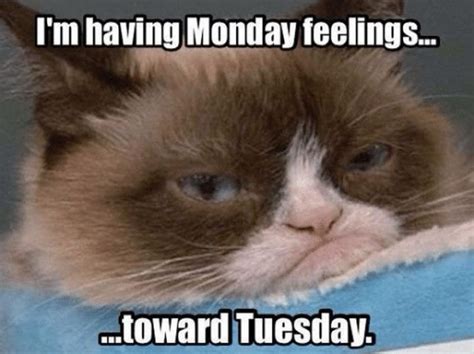 Grumpy Cat Tuesday Meme