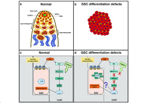 Schematic Representation Of Cg6015 And Egfr Signaling In The Drosophila