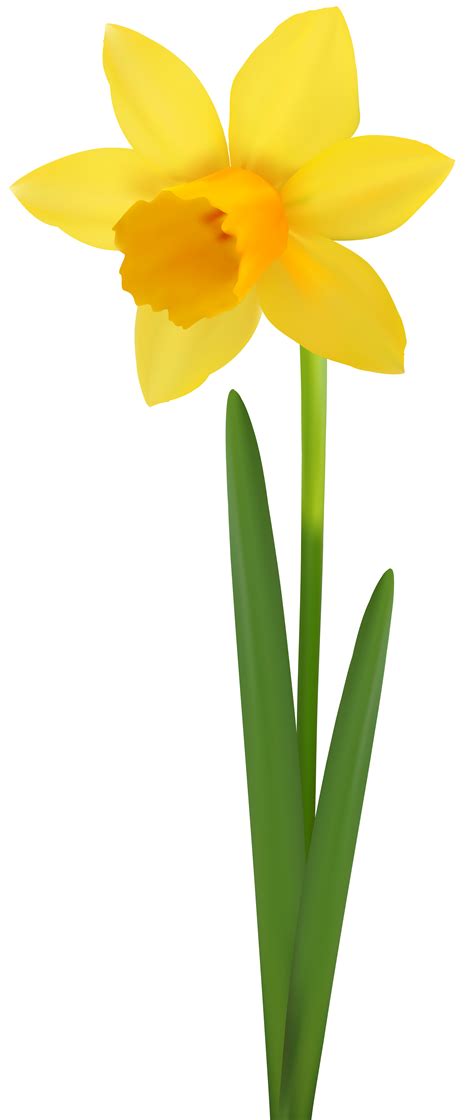 Daffodil Clip Art No Background