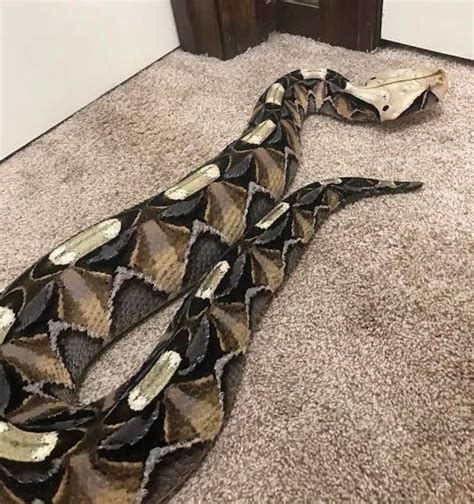 Man Mistook This Deadly Viper For A Python Nearly Killed Science