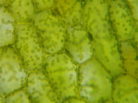 Elodea Plasmolysis