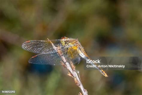 화창한 여름날 클로즈업 사진에서 녹색 잎에 앉아있는 Ruddy Darter 잠자리 0명에 대한 스톡 사진 및 기타 이미지 0