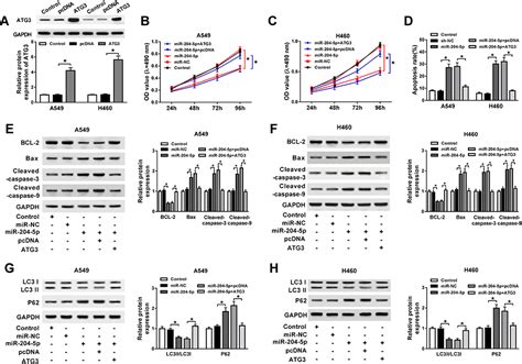 Long Noncoding Rna Kcnq1ot1 Promotes The Progression Of Non Small Cell