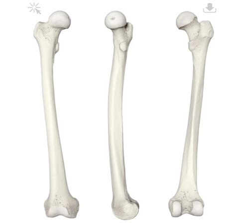 Os Femur Diagram Quizlet