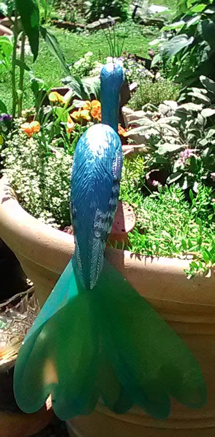 Peacock Back View By Eternalgravity On Deviantart