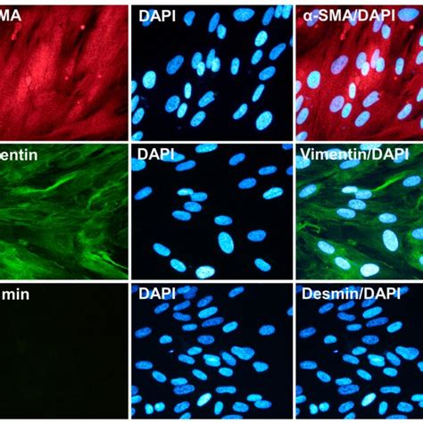 Characterization Of Isolated Colonic Subepithelial Myofibroblasts Download Scientific Diagram