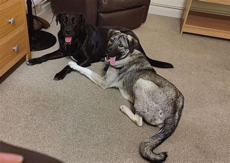 Thalia 2 Year Old Female Cross Breed Available For Adoption