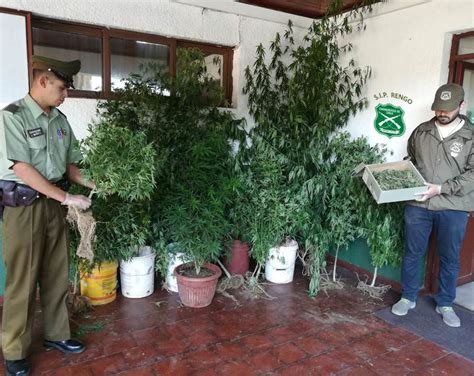Detenido Por InfracciÓn A La Ley De Drogas En Rengo Rengo Notas