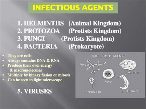 Solution Virus Classification Studypool