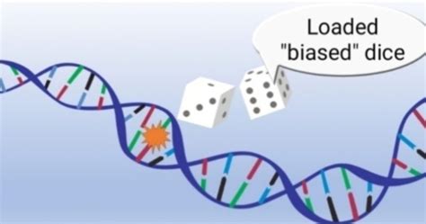 Mutation Bias Shapes The Spectrum Of Adaptive Substitutions Unveiling
