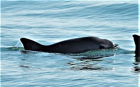 Vaquita Marina Características Hábitat Alimentación Reproducción