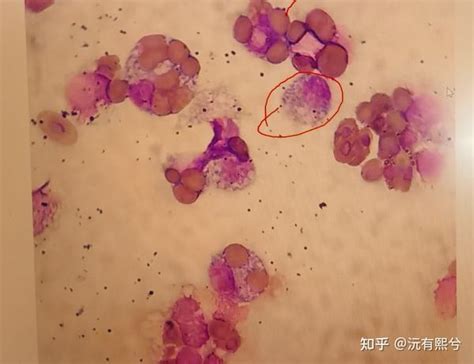 小鼠巨噬细胞吞噬鸡红细胞绘图 知乎