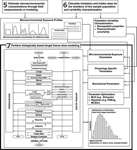 Structure Of Pbpk Modeling Of Exposure To Arsenic In The Mentor 4m