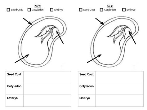Lima Bean Dissection Sheet By The Peanuts Classroom Tpt
